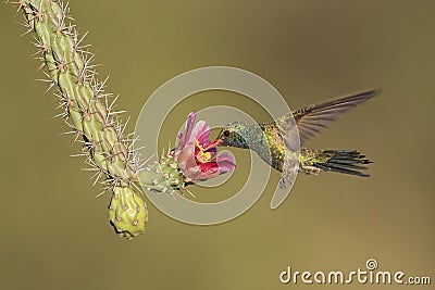 Hummingbird On Cactus Flower Stock Image - Image: 8722911