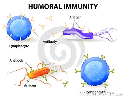 Humoral Immunity. Lymphocyte, Antibody And Antigen Cartoon Vector ...