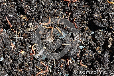Humus With Earthworms Stock Photo - Image: 25065550