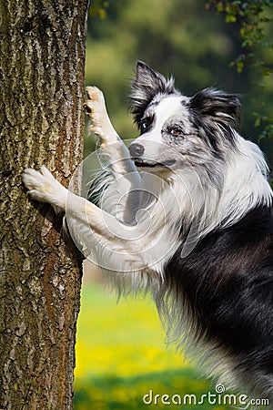 Border Collie Dog Leaning With His Forepaws On A Tree Stock Image ...