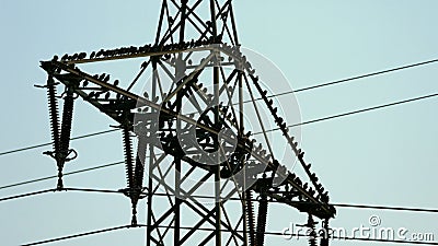 Crows on a power line stock footage. Video of feathered - 119929564