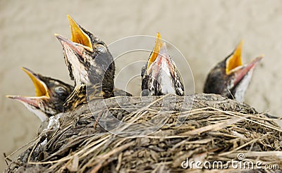 Hungry Chicks Royalty Free Stock Images - Image: 5466089
