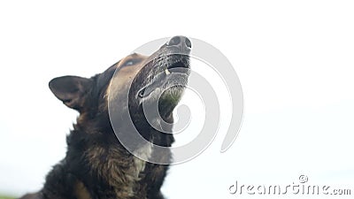Evil German Shepherd, Hungry Dog, Stupid Dog, Evil Dog Stock Footage ...