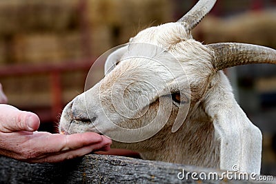Hungry Goat Royalty-Free Stock Image | CartoonDealer.com #16738630