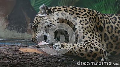 Leopard Eating Meat in the Zoo. Stock Video - Video of danger, face ...