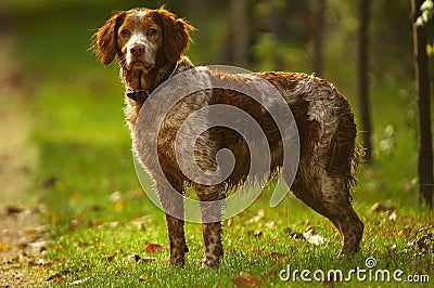 Hunter Dog Stock Photos - Image: 608343