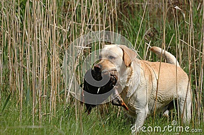 Hunting Labrador Retriever Stock Photo | CartoonDealer.com #1450800