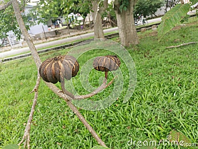 Hura Crepitans Fruit Of The Sandbox Tree. Royalty-Free Stock ...