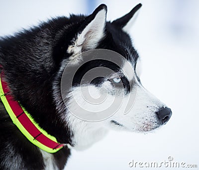 Husky Dog Profile Side View Portrait Royalty Free Stock Photography ...