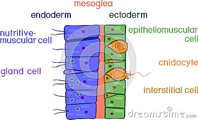 Hydra Body Wall Structure. Educational Material For Lesson Of Zoology ...