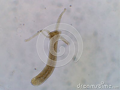Hydra Vulgaris Under The Microscope. Fresh-water Polyp Royalty-Free ...