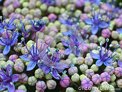 Hydrangea Stock Photos - Image: 19560673