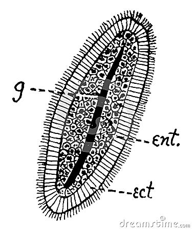 Hydroid Planula, Vintage Illustration | CartoonDealer.com #163222638
