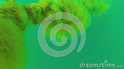 Hydroid Polyps and Algae on a Rope in the Sea Water Column in the Black ...