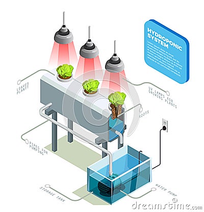 Hydroponic System Infographic Layout Vector Illustration ...