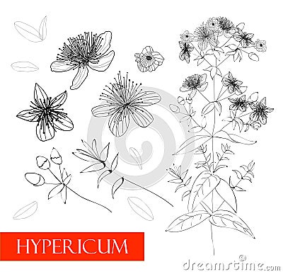 Hypericum Plant. Linear Illustration. Medicinal Plants. Vector Drawing ...