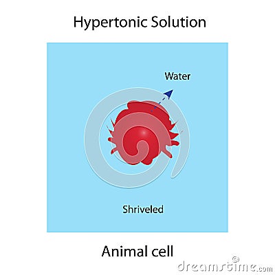 Hypertonic Solution Royalty-Free Stock Photography | CartoonDealer.com ...