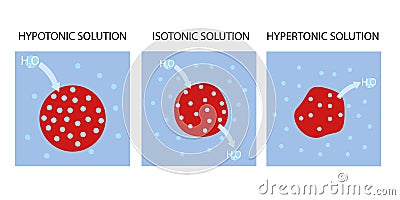 Hypotonic, Isotonic And Hypertonic Solutions Vector. Tonicity And ...