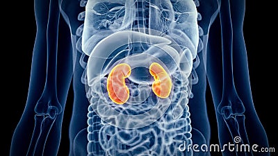 I reni umani archivi video. Video di scienza, medico - 140264303