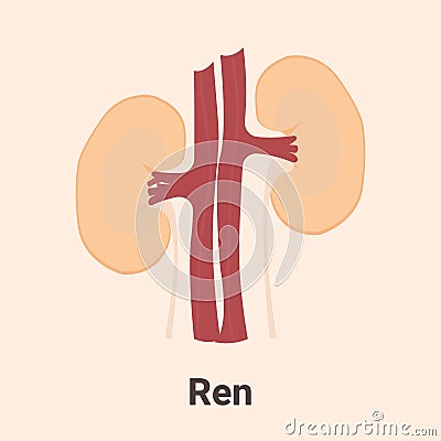 Icon, Banner, Poster, Illustration With Human Kidneys And Text Ren ...
