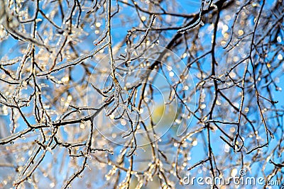 Icy Tree Branches Stock Photo - Image: 52382292
