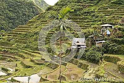 Batad Mountain Rice Terraces Stock Photo - Image of plantation, farming ...