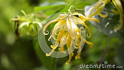 Ilang-ilang Flower. Garden, Nature, Thailand Stock Video - Video of ...