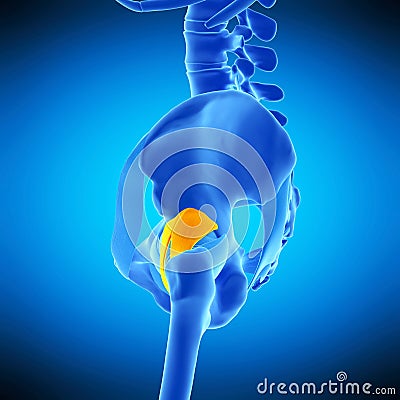 The Iliofemoral Ligament Royalty-Free Cartoon | CartoonDealer.com #73211366