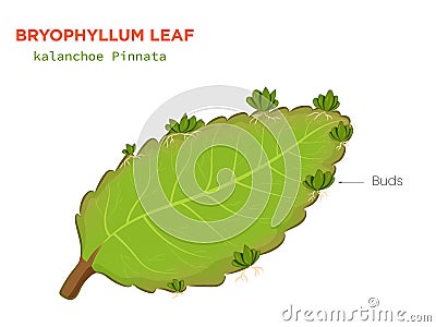 Illustration Of A Bryophyllum Leaf Showing Buds For Vegetative ...