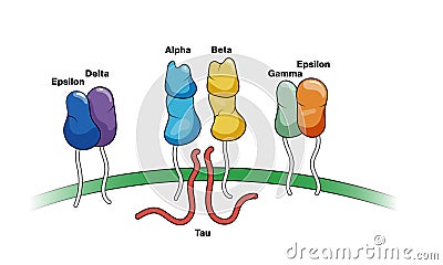 Illustration Of Cluster Of Differentiation Factor 3 On White Background ...