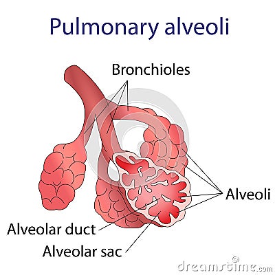 Illustration Of Human Alveoli Structure Stock Vector - Image: 70302819