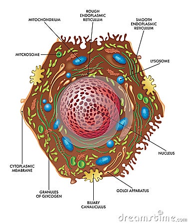 Illustration Of Liver Cell Cartoon Vector | CartoonDealer.com #245464901