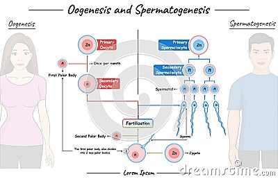 Oogenesis And Spermatogenesis Cartoon Vector | CartoonDealer.com #296155535