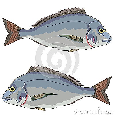 Illustration Of Sea Bream Fish In Pairs Cartoon Vector | CartoonDealer ...