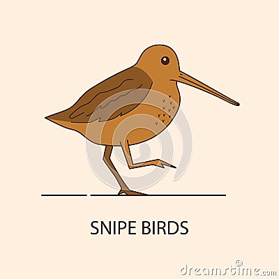 Illustration Of Snipe Bird Vector Design Isolated Illustration ...