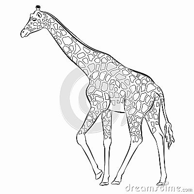 Illustration Of A Walking Giraffe , Vector Drawing | CartoonDealer.com ...