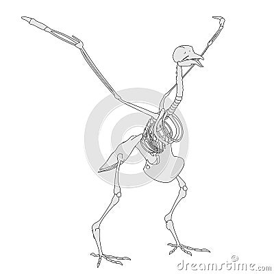 Image Of Bird Skeleton Royalty Free Stock Photos - Image: 37771548