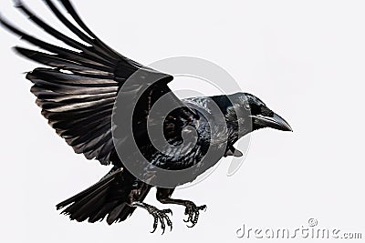 Image Of A Crow Is Flapping Its Wings On A White Background. Wild ...