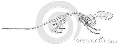 Image of mouse skeleton