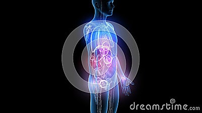 3d Animation of Internal Organs and Bones, Made of Transparent Glass ...