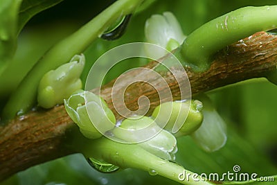 Young Buds Sprouting From The Stem. Royalty-Free Stock Photography ...