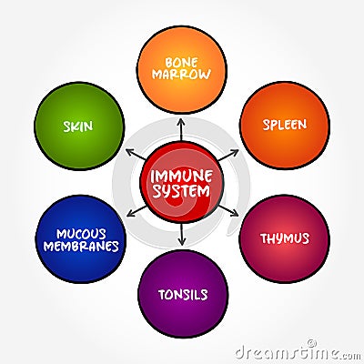 Immune System - Complex Network Of Organs That Defends The Body Against ...