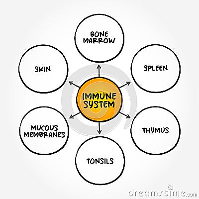 Immune System - Complex Network Of Organs That Defends The Body Against ...