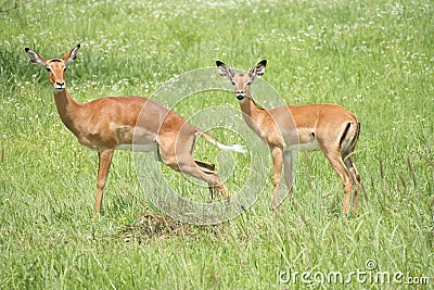 Impala stock photo. Image of wild, wildlife, nature, ridged - 2433344