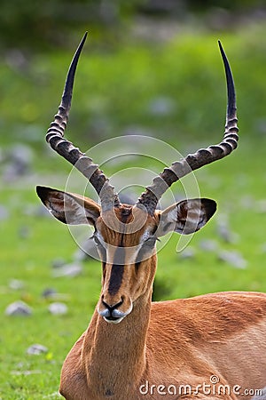 Impala stock photo. Image of wild, wildlife, nature, ridged - 2433344