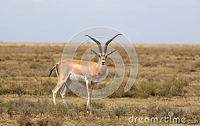 Impala - African Antelope Royalty Free Stock Photo - Image: 8192735