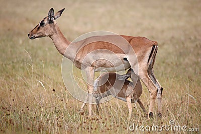 Impala Antelope Baby And Mom Royalty Free Stock Images - Image: 37566939