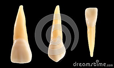 Incisor And Canine Teeth Isolated On Black Royalty Free Stock Image ...