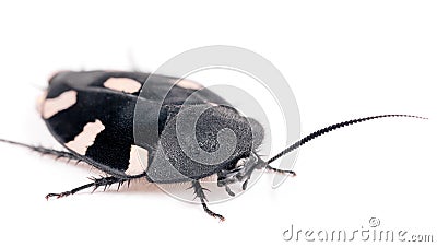 Indian Domino Cockroach. Stock Photos - Image: 21372543