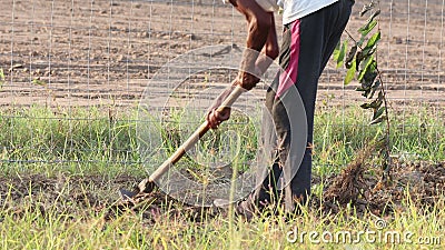 An Indian Farmer Digging in the Field with the Help of a Shovel Stock ...